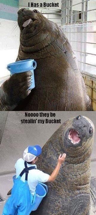 Elephant Seal Bucket