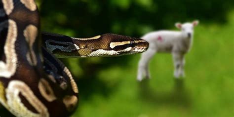 A Beginner S Guide To Understanding Python Lambda Functions Artofit