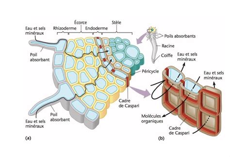 Les Bandes De Caspary Qui Tirent Leur Nom Du Botaniste Robert Caspary