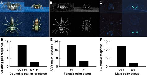 Sex Specific Uv And Fluorescence Signals In Jumping Spiders Science