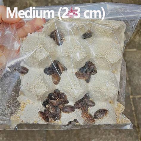 Dubia Cockroach For Sale My Home Nature