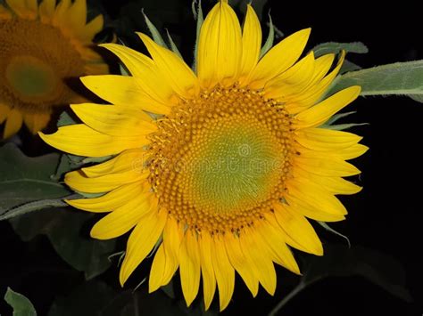Sunflower At Night Stock Image Image Of Beautiful Nature 251394651