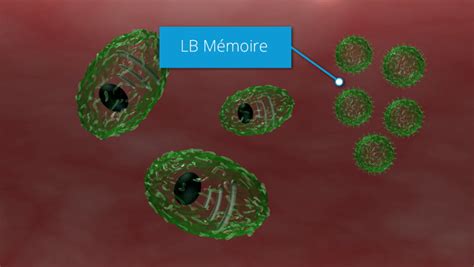 Limmunité Adaptative Réseau Canopé
