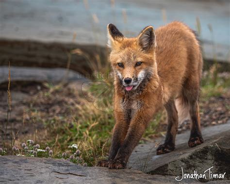 Fox Blep Jonathan Timar