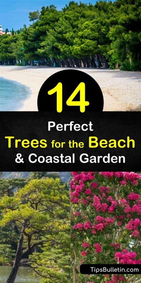 14 Perfect Trees For The Beach And Coastal Garden 14 Perfect Trees For The Beach And Coastal Garden