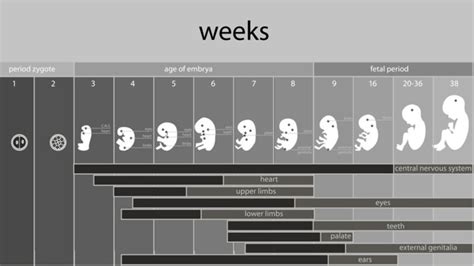 Fosterutvikling Slik Vokser Fosteret Kk Inkluderende Ekte Og Med Glimt I øyet