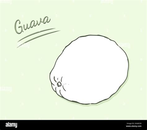 Hand Drawn Guava Fruit Exotic Tropical Fruit Isolated Stock Vector Image Art Alamy