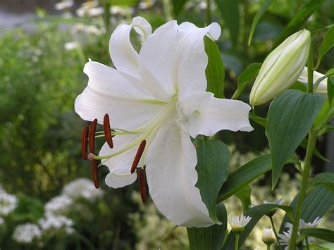カサブランカの花言葉を知ると上品な振る舞いになる理由 | 花咲マニアとアロマさん