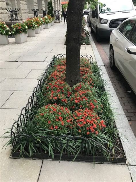 Mum1 Superior Plantings