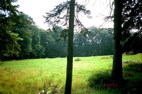 Tree Separation By Crazychick2618 On Deviantart