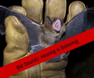 Bat Sounds Hearing Is Believing Get Bats Out 877 264 2287
