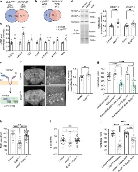 Increased Lipid Synthesis In Cyfip851 Is Due To The Upregulation Of Download Scientific