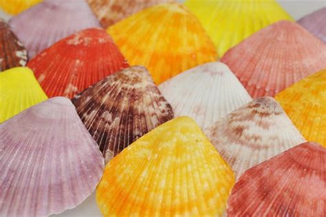Shell Colours 900 Simply Shells