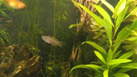 Peacock Gudgeons 2 Females Raquariums