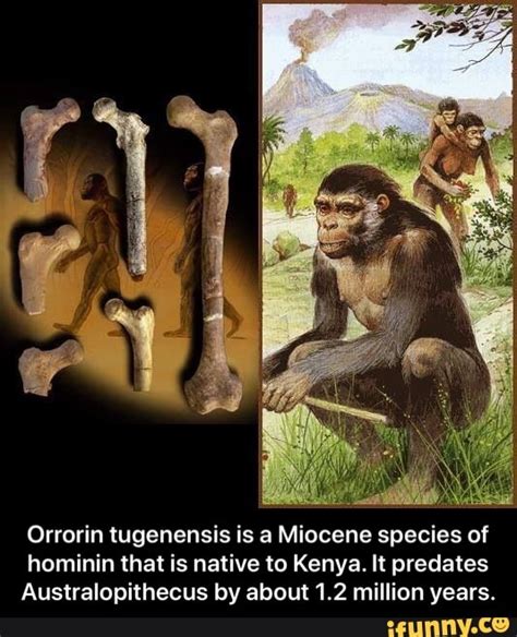 Orrorin Tugenensis Is A Miocene Species Of Hominin That Is Native To