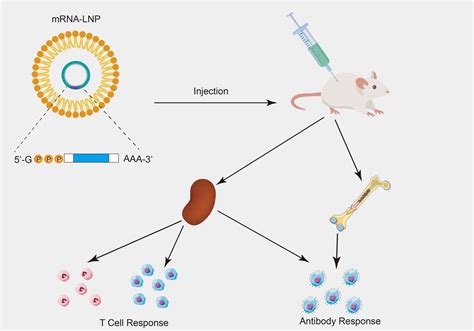 The Development Process Of Mrna Lnp Vaccine Cd Bioparticles