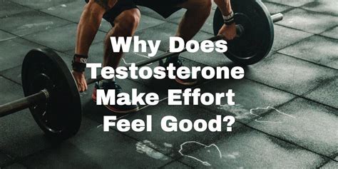 Why Does Testosterone Make Effort Feel Good Stayonthecourtcom