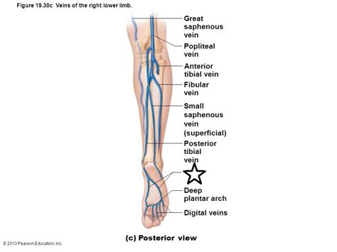 Soleal Vein Anatomy Leg Stock Illustrations Vectors And Clipart