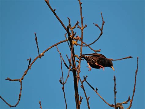 Spring Star Forum Für Naturfotografen