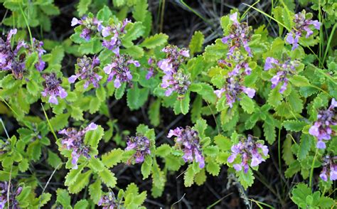 21 Evergreen Groundcovers For Every Garden Style