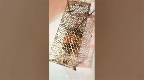 Chuha Deko🐀🐰 Mause Chuha Shorts Viralchuha Viral New Trending