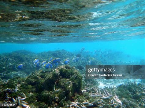 Green Algae On Reef Photos And Premium High Res Pictures Getty Images