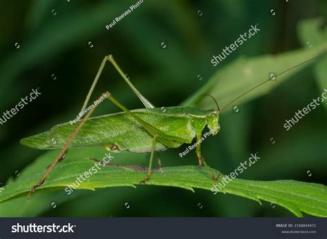 Katydid Insect