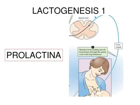 Ppt GlÁndula Mamaria Estructura Y FisiologÍa Powerpoint Presentation