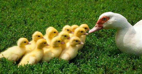 Instinct Vs Learned Behavior Unveiling Natures Blueprint