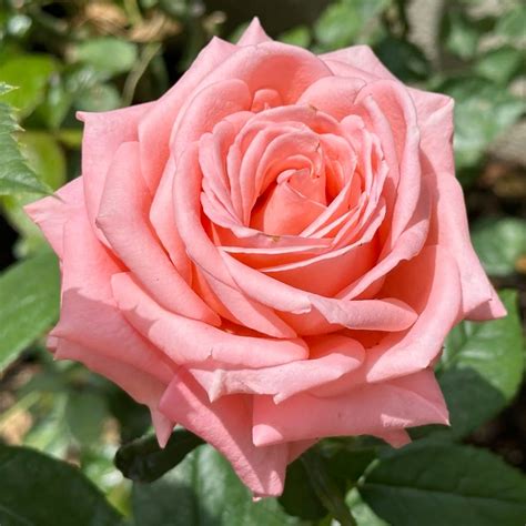 Sweet Mama Rose Rosesplant