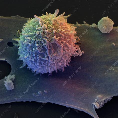 T Lymphocyte Sem Stock Image C0237523 Science Photo Library