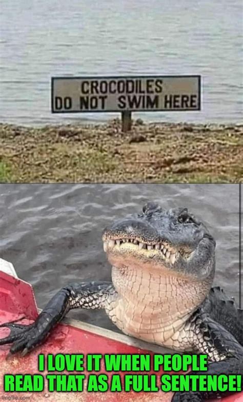 Funny Crocodile Memes 45 Wildly Funny Animal Memes That Prove Animals