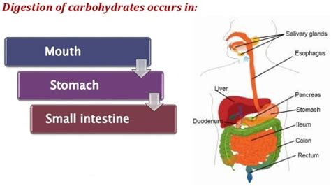 How Do Carbohydrates Proteins And Fats Get Digested In Human Beings