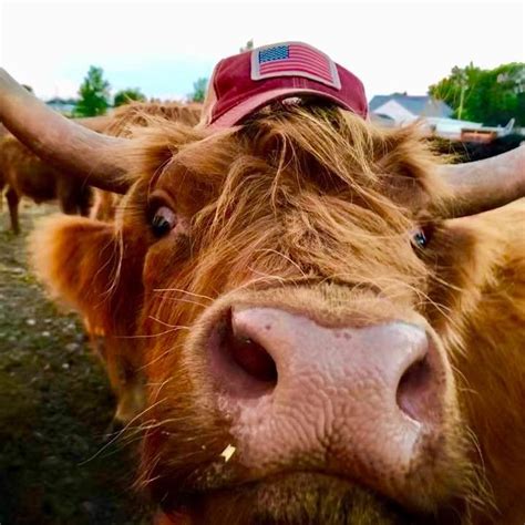 Montana Highland Cattle