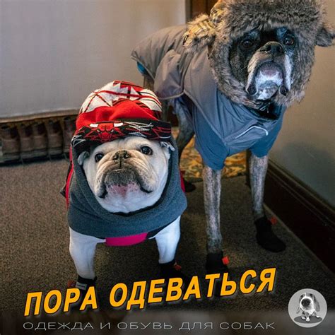Одежда и обувь для собак | Smiling animals, Cute dog pictures, Dog owners