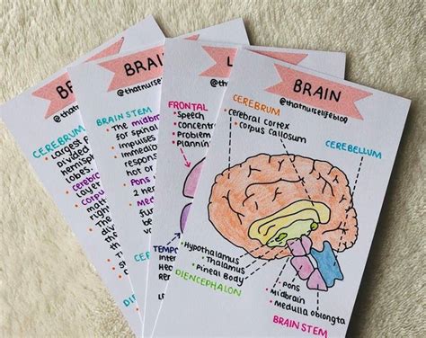 Biology Flashcards Gre Quizlet Math Kleos Canariasgestalt