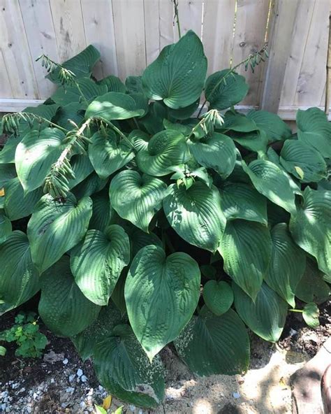 Giant Hostas 17 Varieties And More Topic Information World Of