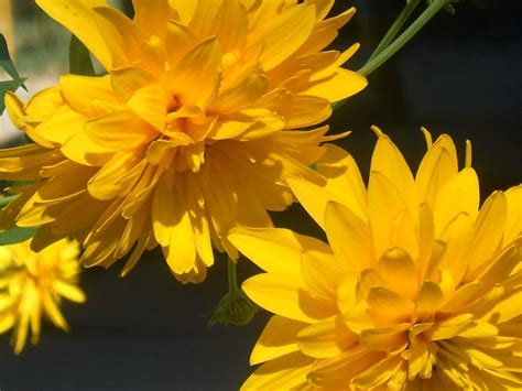 Самые неприхотливые цветы для дачи: одно- и многолетники, фото | Сажаем Сад