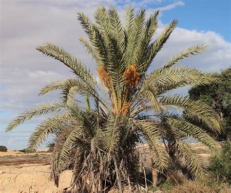 Phoenix Dactylifera Изображение особи Плантариум