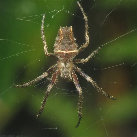 Arañas De Telas Orbiculares Familia Araneidae
