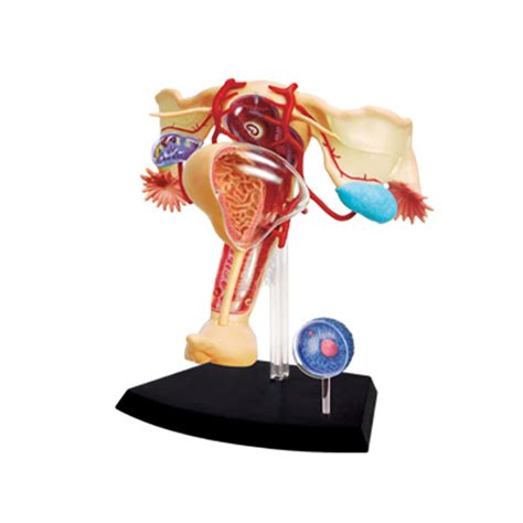 Buy 4d Human Organs Anatomical Model 1 1 Female Reproduction System