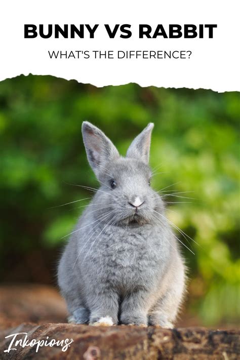 Whats The Difference Between A Bunny And A Rabbit