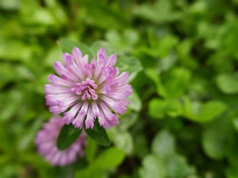 Semanggi Merah Muda Foto Gratis Di Pixabay Pixabay