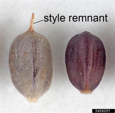 Nutsedge Yellow Alberta Invasive Species Council