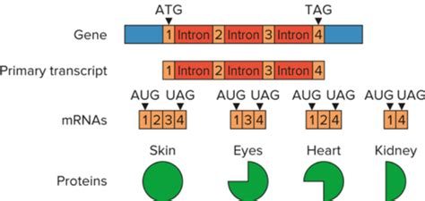 Genome Annotation And Types Of Variation Flashcards Quizlet