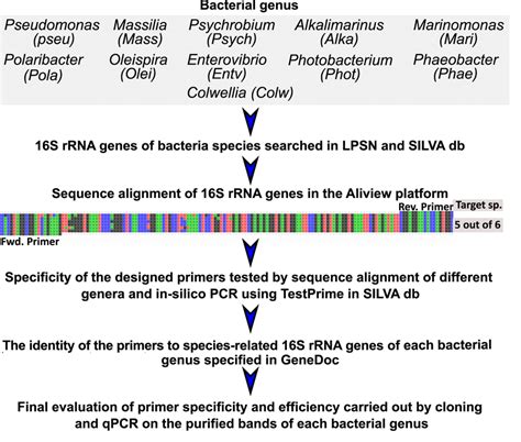 The Workflow Followed For The Design Of The Bacterial 16s Rrna