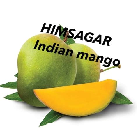 Himsagar Indian Mango Tree Igreenthumb