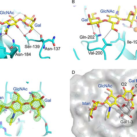 Ca 2 Dependence And Gel Filtration Analysis Of The Crd From Bdca 2 A