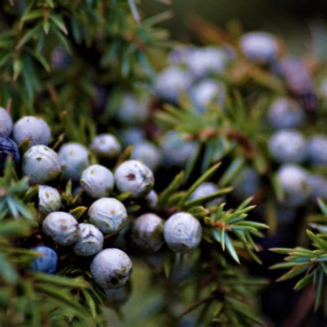 Flavorful Futures Top 5 Trends In The Juniper Berry Market