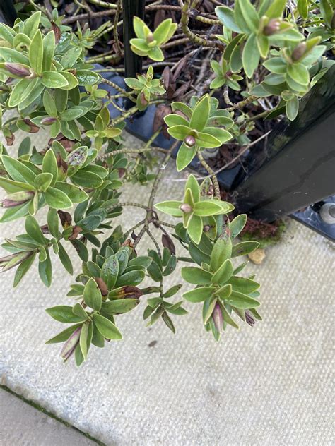 Hi Can Anybody Identify This Shrub For Me Please Rgardening